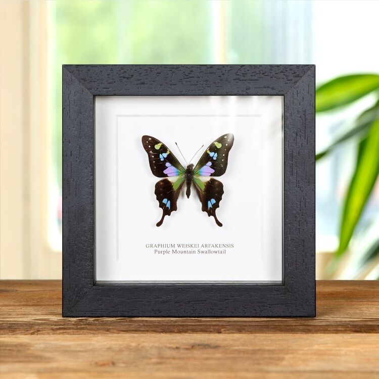 Butterfly photo frame store
