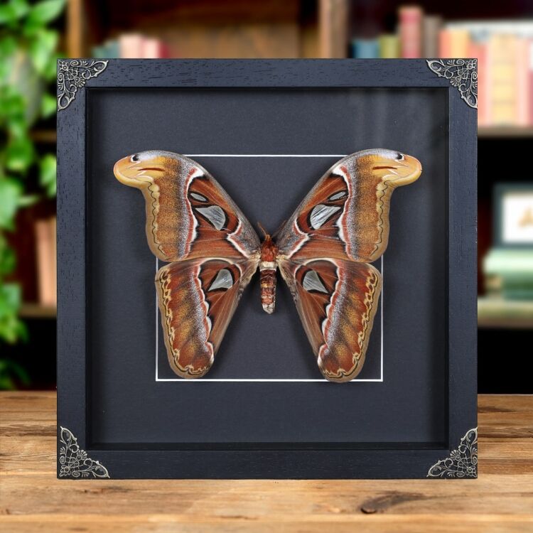 Moth Baroque Frames | Minibeast